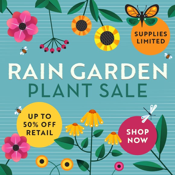 MMSD Rain Garden Plant Sale and Workshop Information 2022 | MMSD