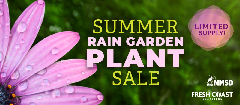 MMSD's 2021 Summer Rain Garden Plant Sale